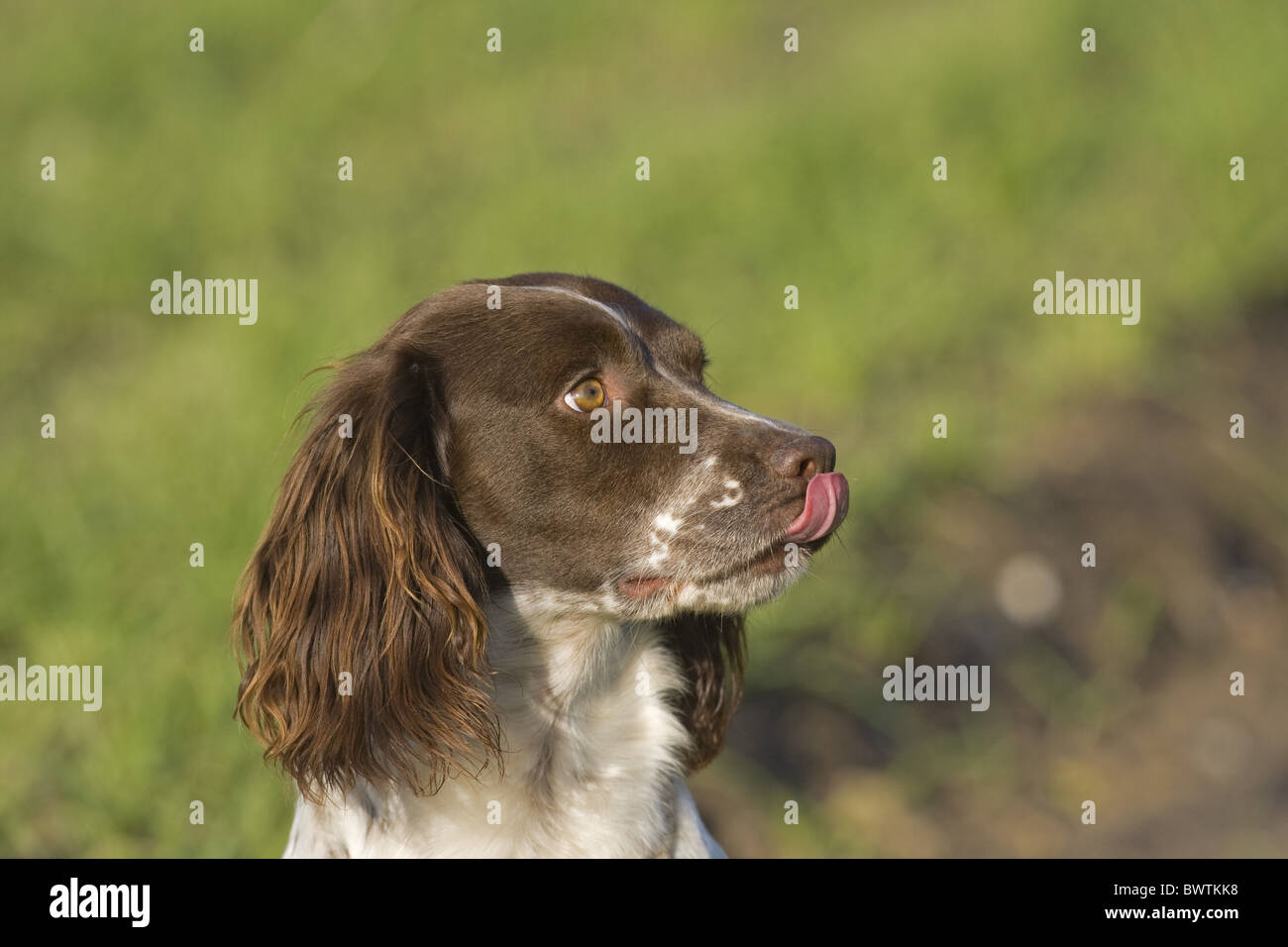 dog dogs canid canids canidae domestic domesticated pet pets gundog ...