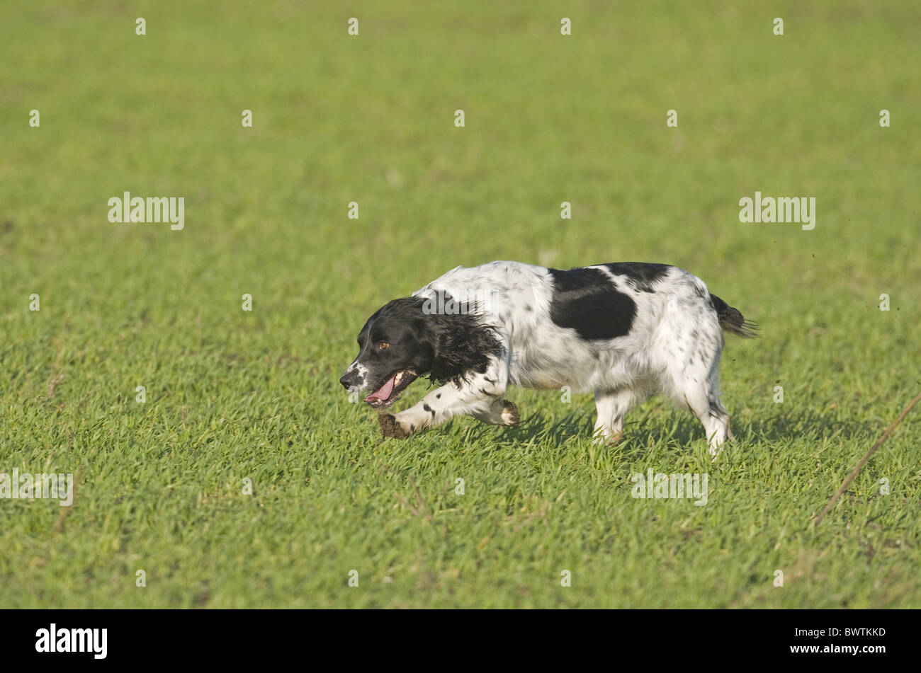 dog dogs canid canids canidae domestic domesticated pet pets gundog ...