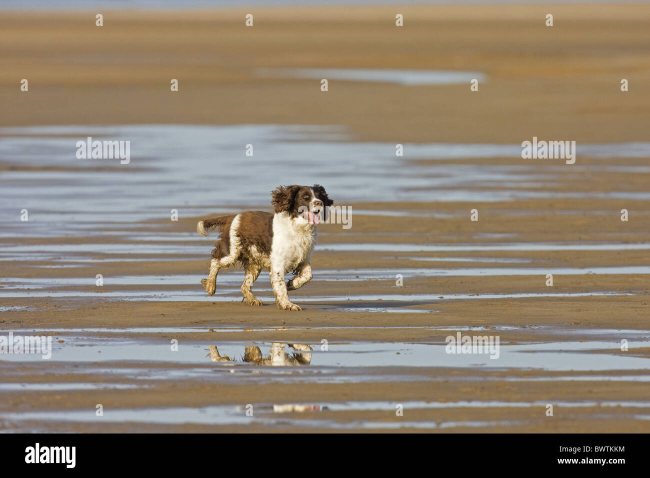 dog dogs canid canids canidae domestic domesticated pet pets gundog ...