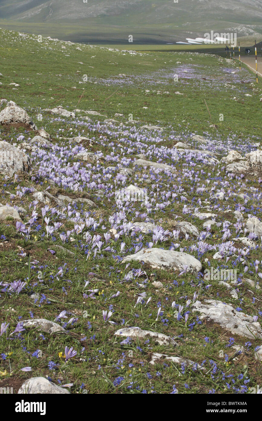 Spring Crocus Crocus vernus flowering mountain Stock Photo - Alamy