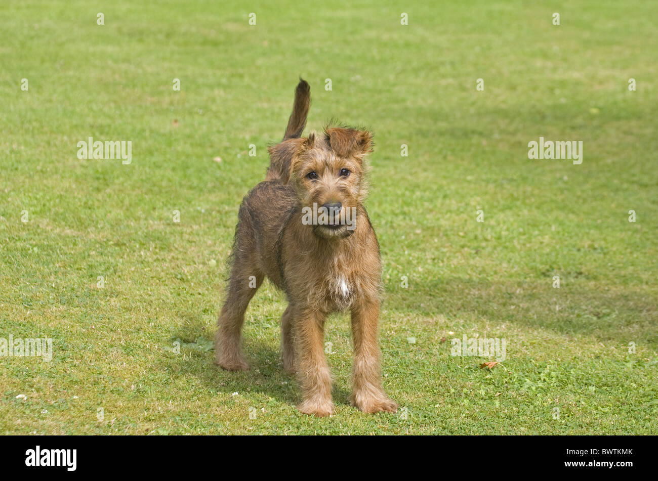 Irish terrier puppy hi-res stock photography and images - Alamy