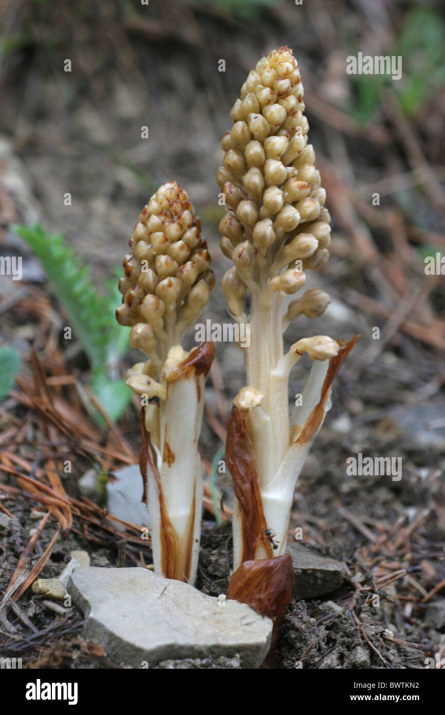 Rainforest Saprophytes