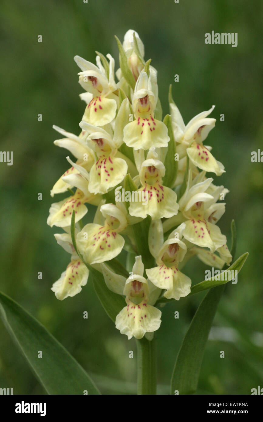 Sambucina orchids hi-res stock photography and images - Alamy