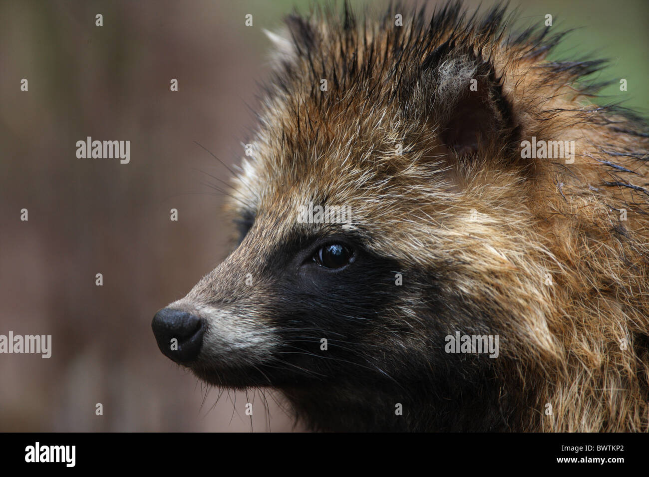 Asian raccoon dog hi-res stock photography and images - Alamy