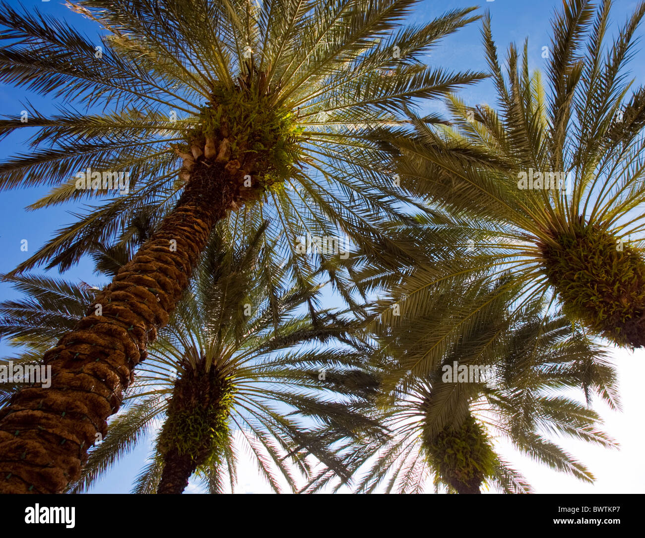 View From Underneath The Palm Trees High Resolution Stock Photography ...