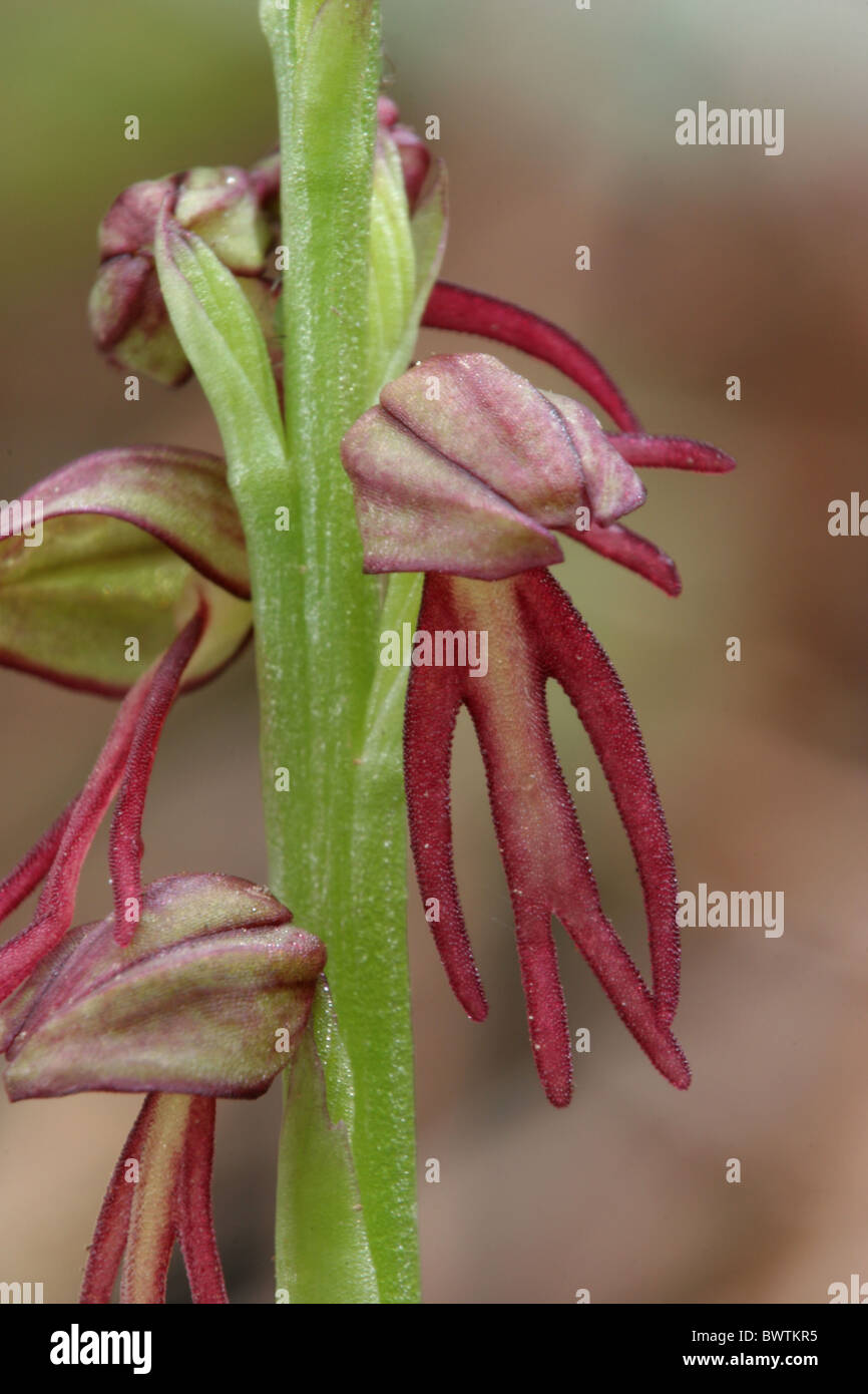 Man Orchid Orchis anthropophora close-up flowers Stock Photo - Alamy
