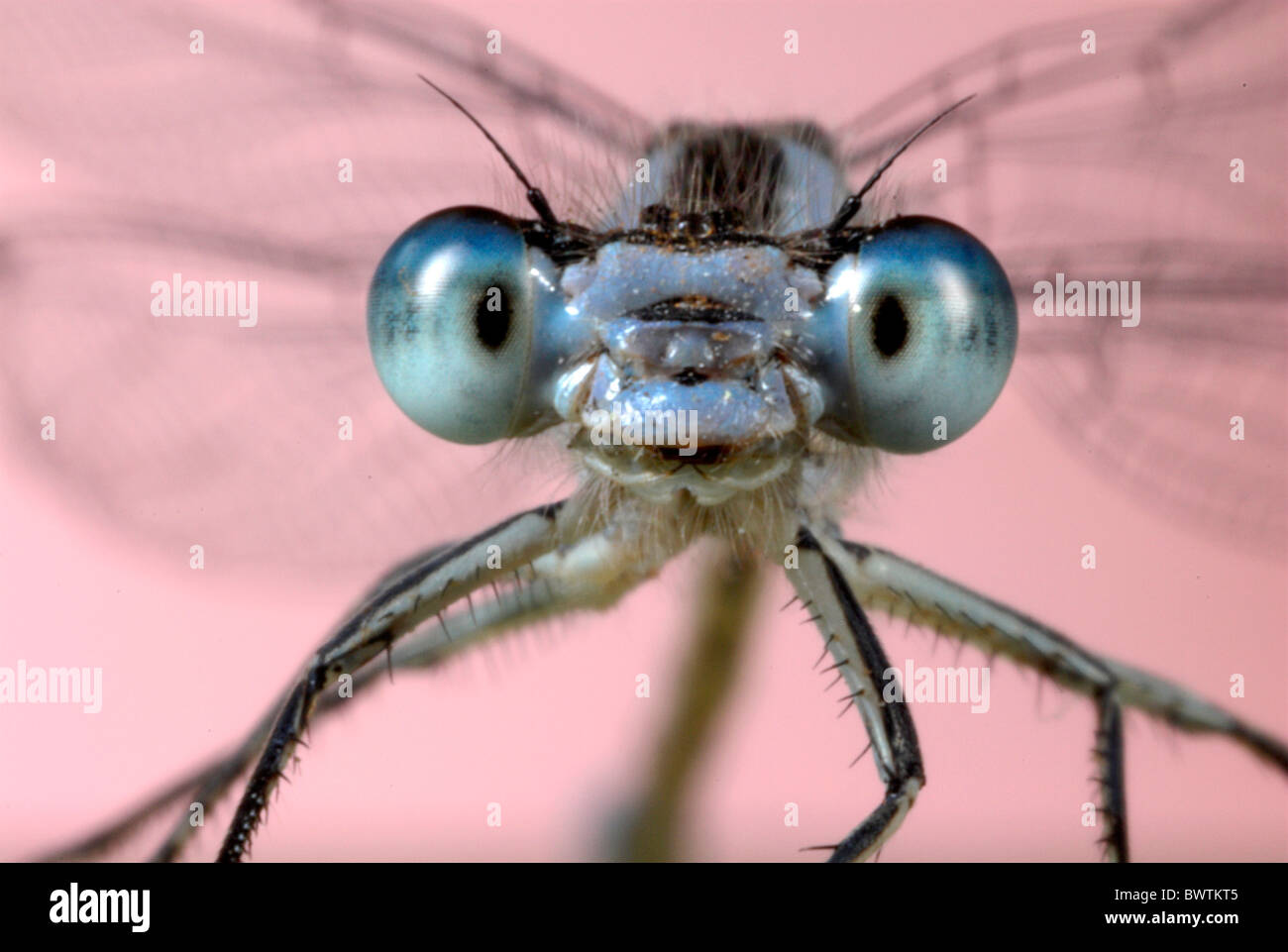 Common Blue Damselfly Enallaatma cyathigerum Stock Photo - Alamy