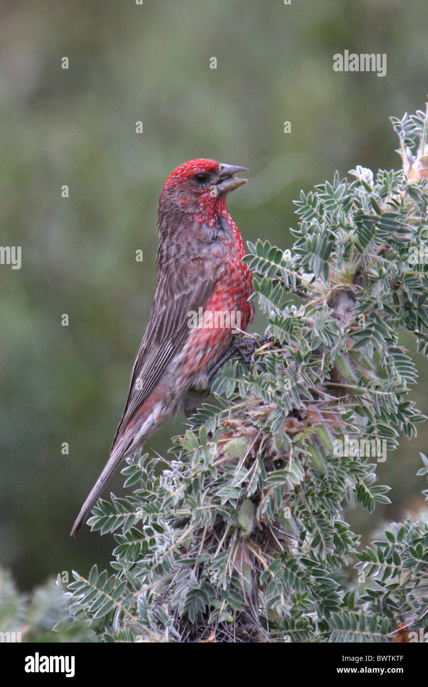 Carpodacus rubicilloides hi-res stock photography and images - Alamy