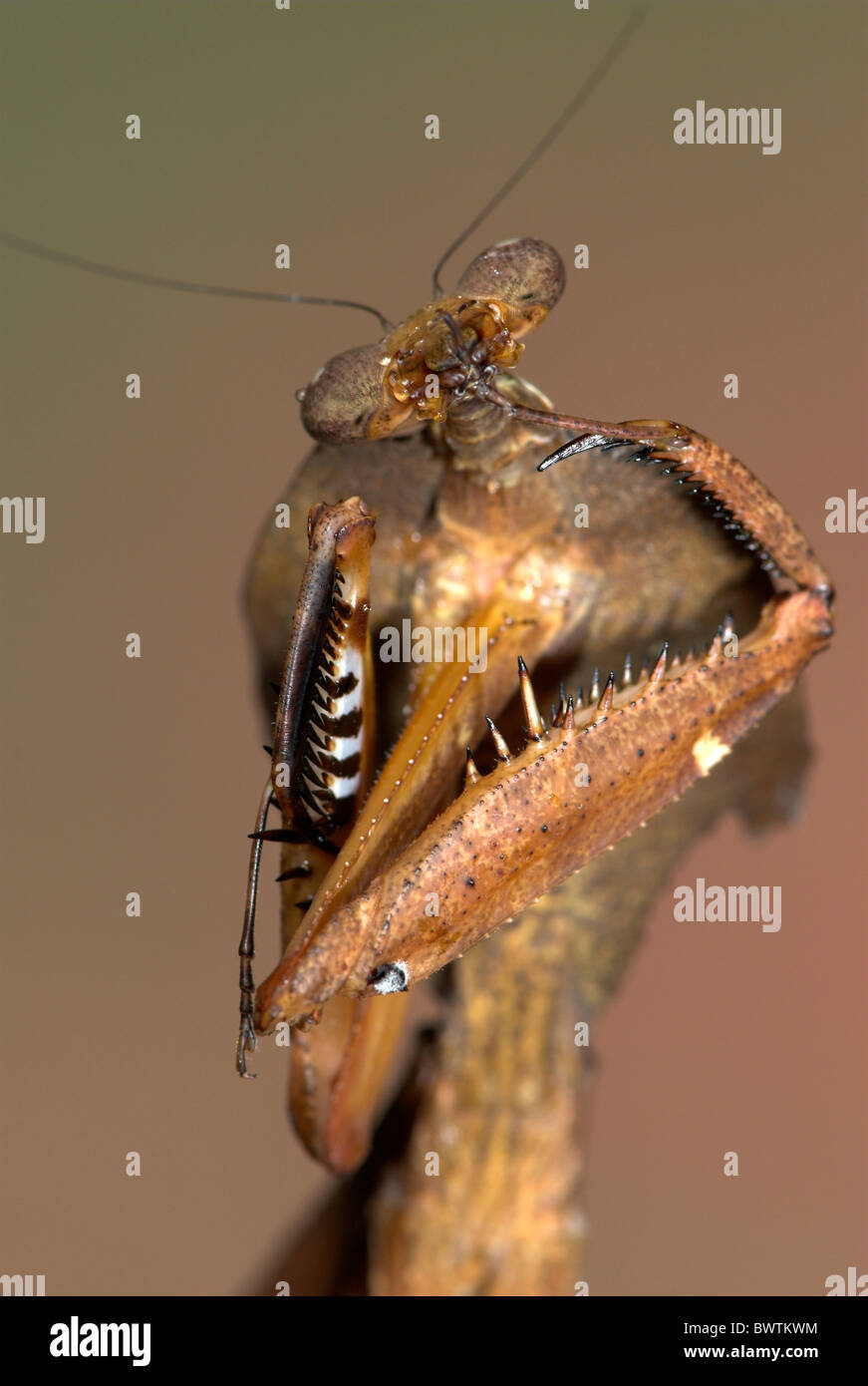 Dead Leaf Mantis Deroplatys lobata Stock Photo - Alamy