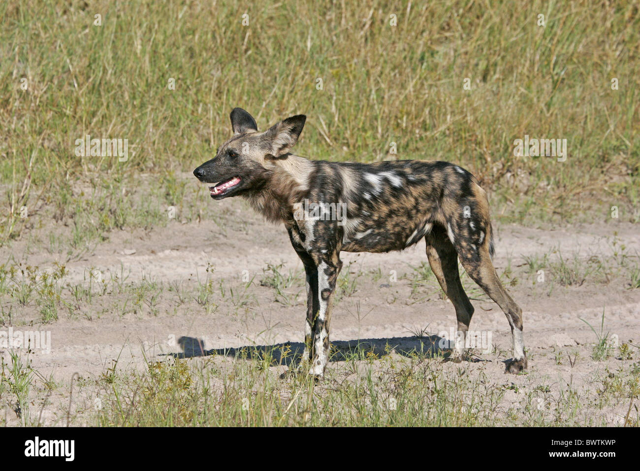 wild dog dogs canid canids canidae africa african endangered rare ...