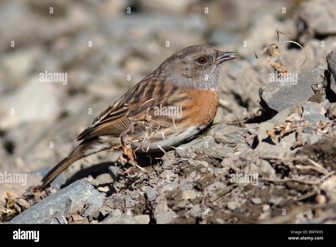 Prunella rubeculoides hi-res stock photography and images - Alamy