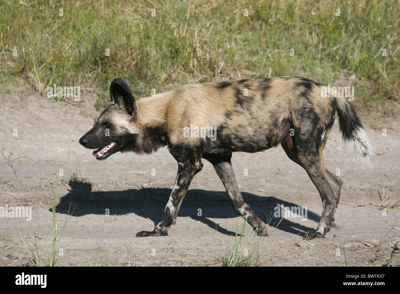 wild dog dogs canid canids canidae africa african endangered rare ...