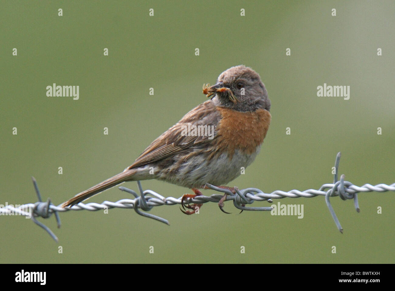 Robin accentor prunella rubeculoides breeding adult hi-res stock ...