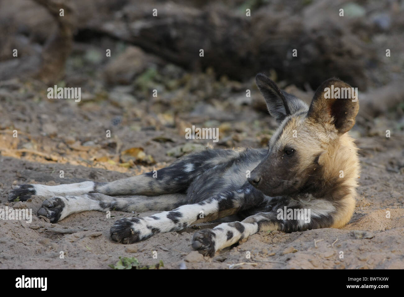 wild dog dogs canid canids canidae africa african endangered rare ...