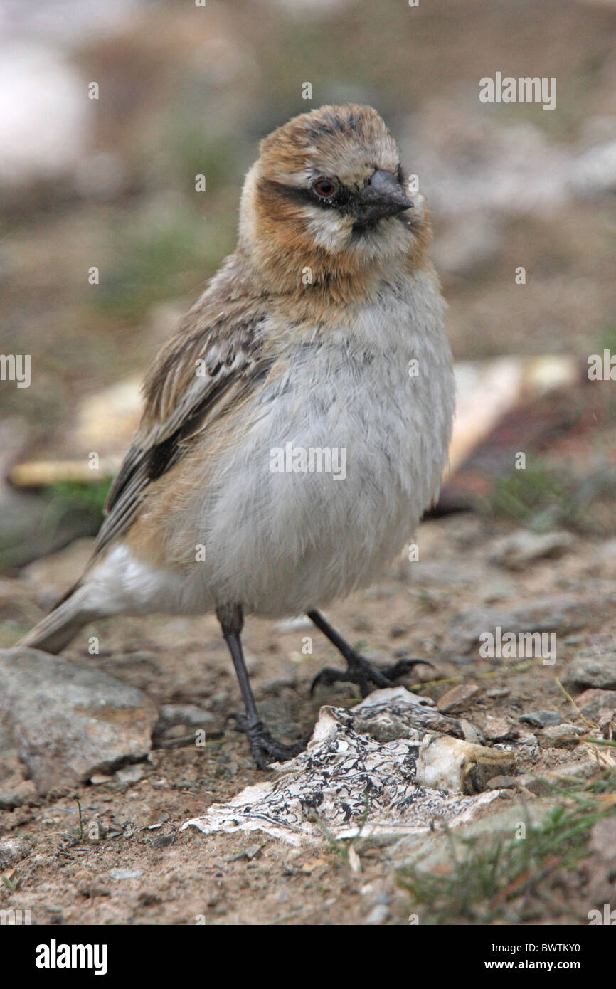 Snow finch pyrgilauda hi-res stock photography and images - Alamy
