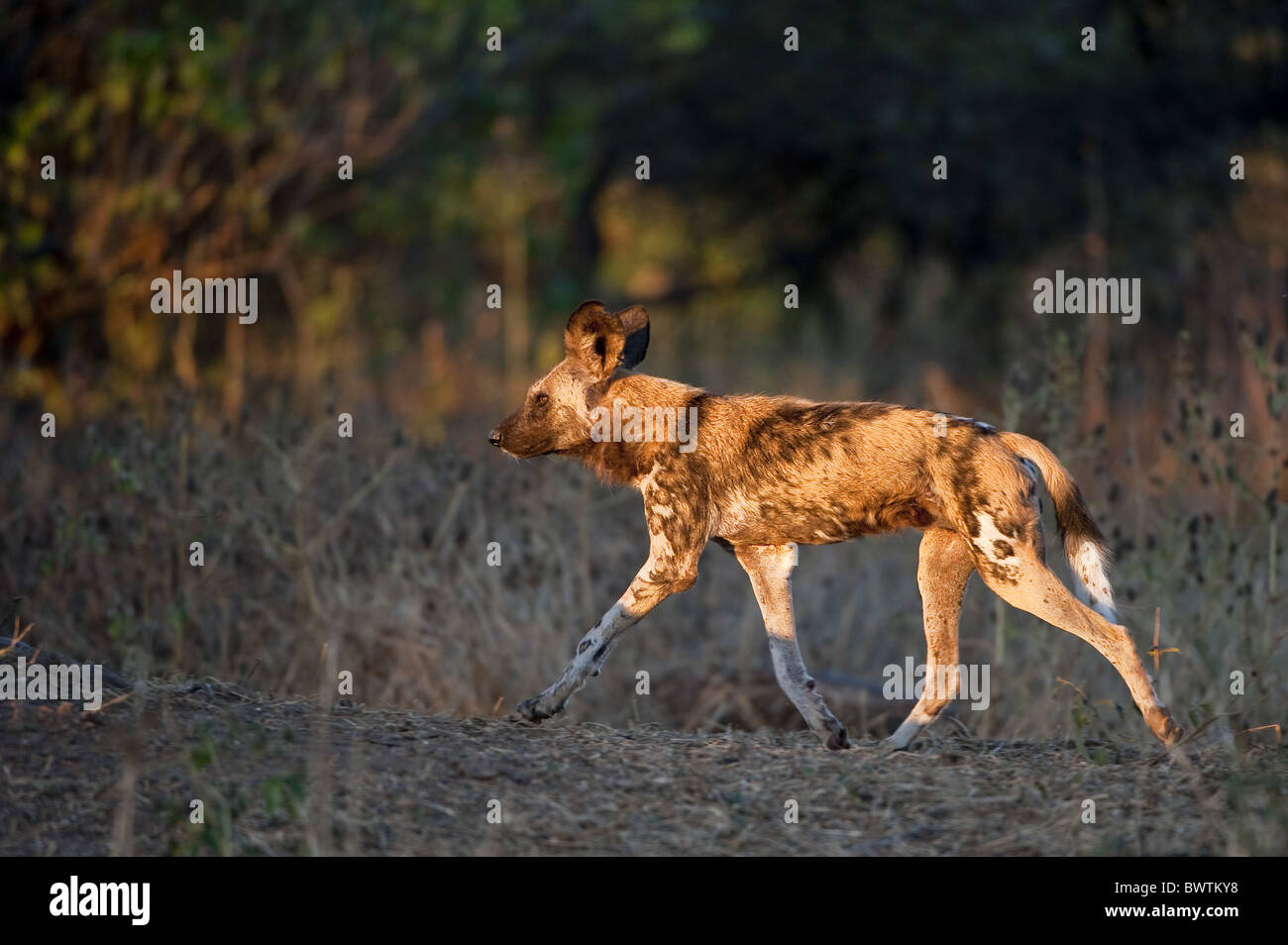 African Wild Dog (Lycaon pictus) adult, running, hunting in bushveld at ...