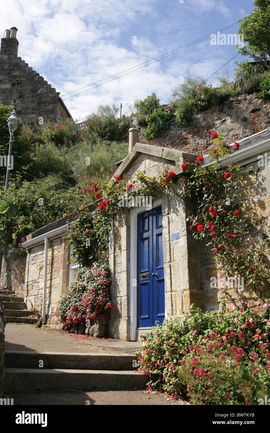 Rose of scotland hi-res stock photography and images - Alamy