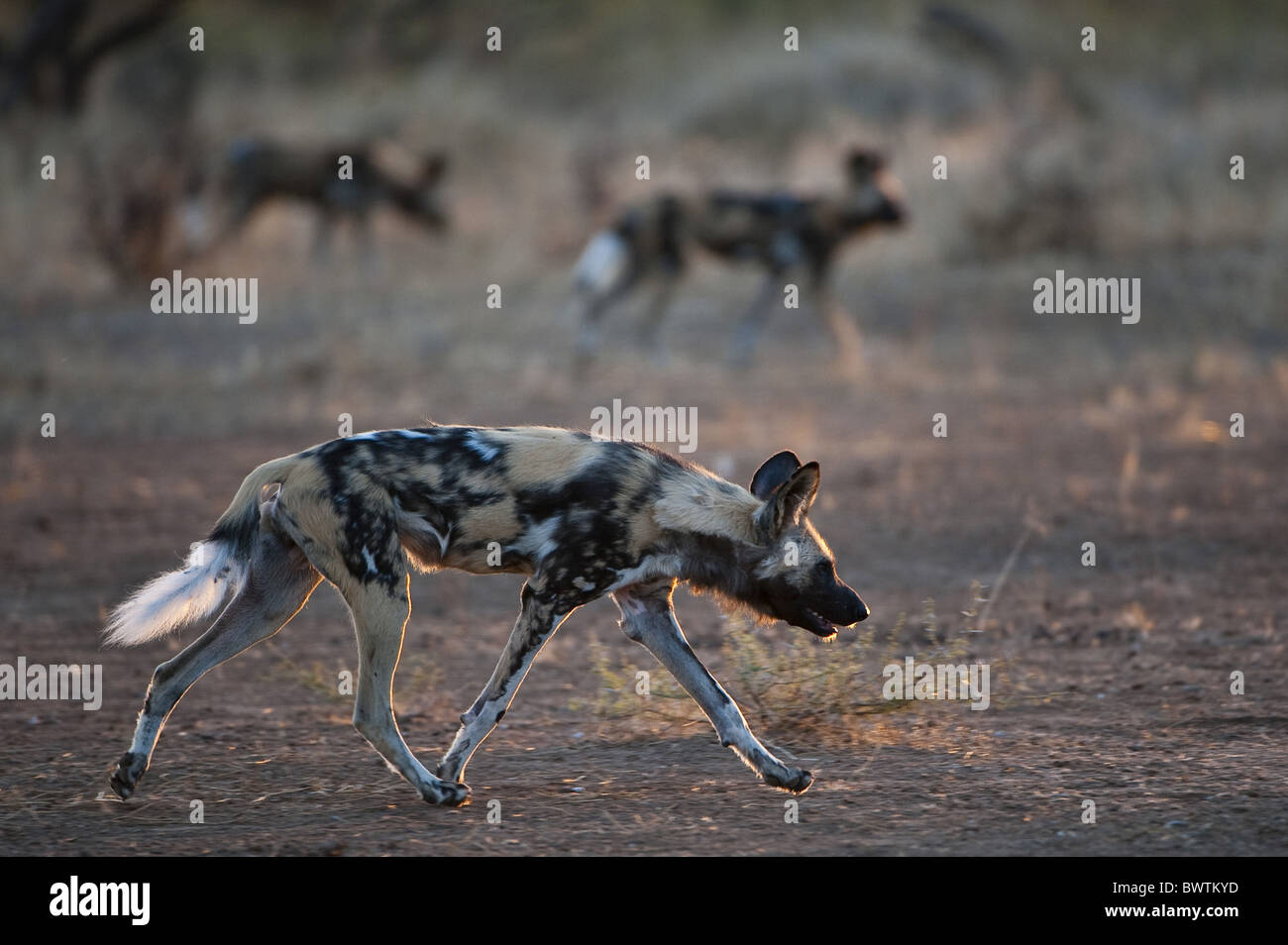 African Wild Dog (Lycaon pictus) adults, pack hunting in arid bushveld ...