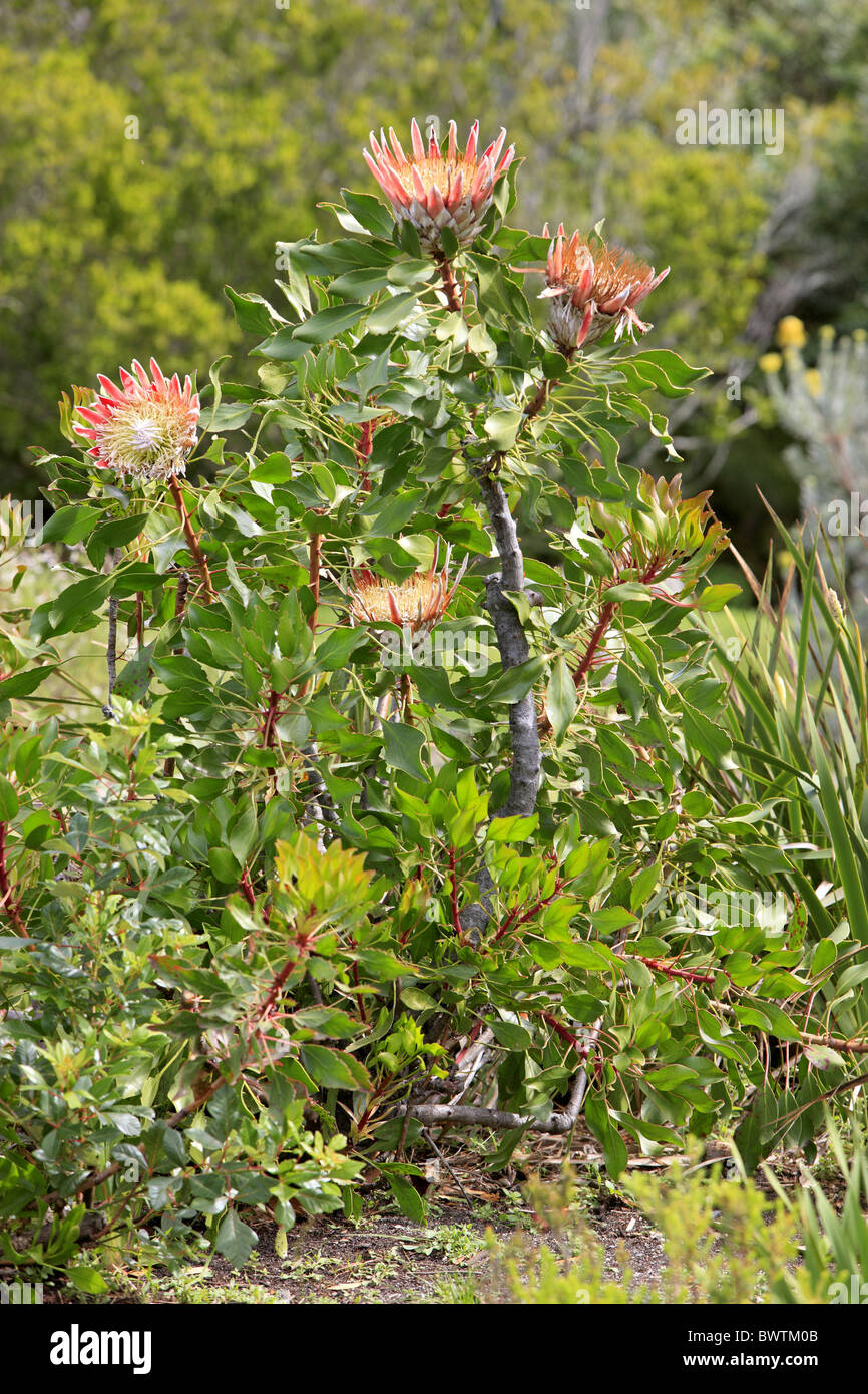 Giant Protea Protea cynaroides habit flowering Stock Photo - Alamy