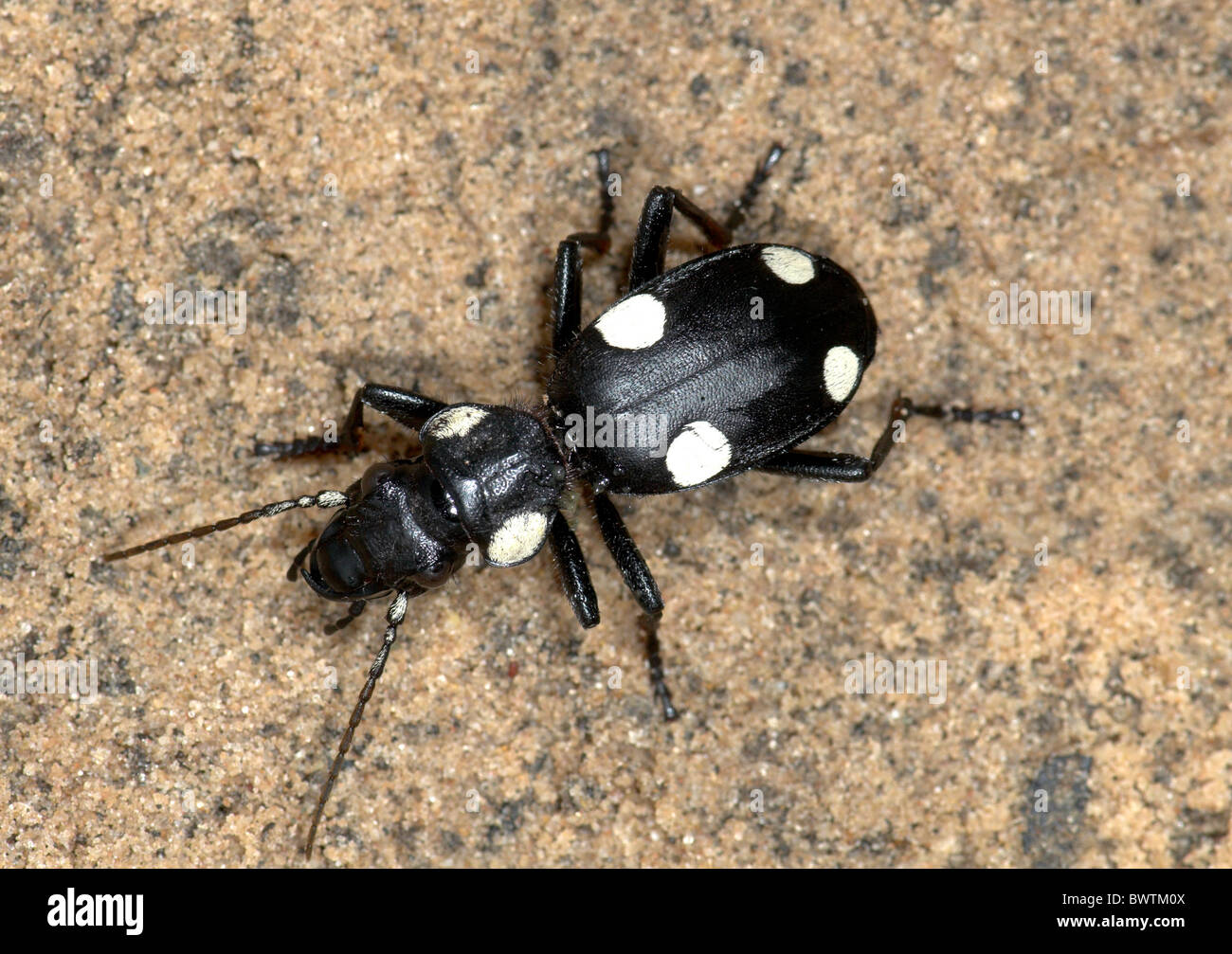 Domino beetle hi-res stock photography and images - Alamy
