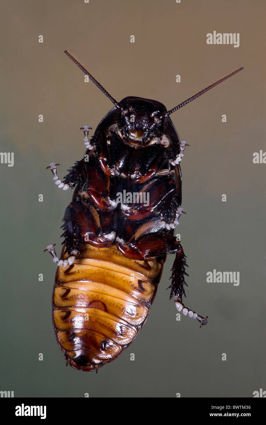 Cockroach underside hi-res stock photography and images - Alamy