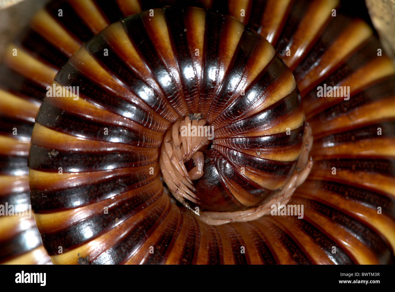 African Giant Millipede Archispirostreptus gigas Stock Photo - Alamy