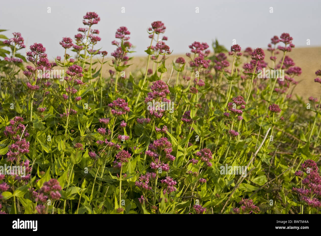 Atlantic Beach Beaches Bloom Blooms Britain British Centranthus Chesil ...
