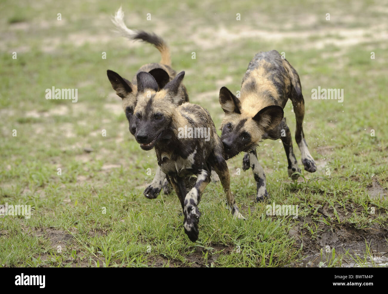 African wild dogs chasing hi-res stock photography and images - Alamy