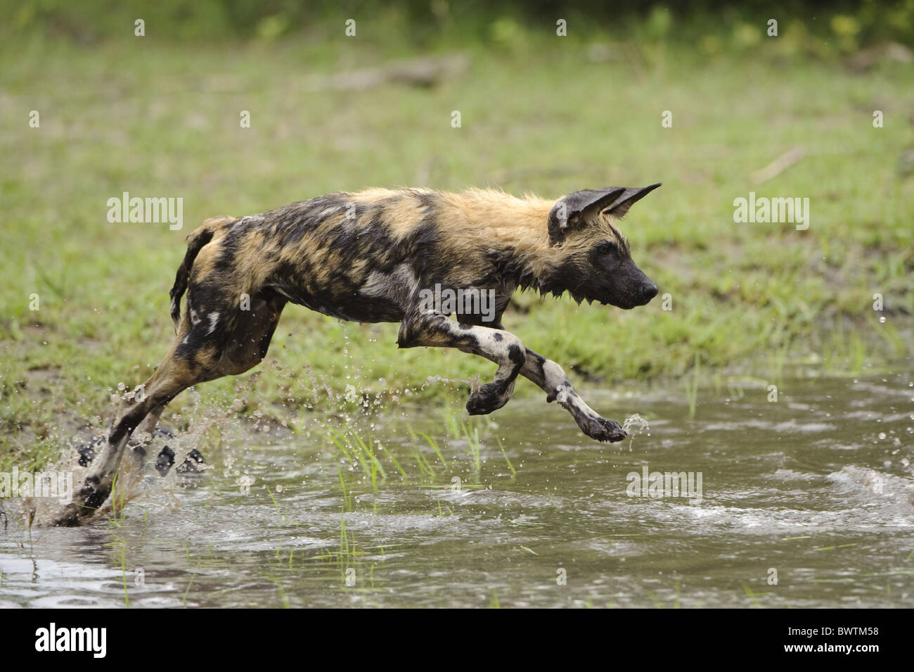African wild dogs chasing hi-res stock photography and images - Alamy