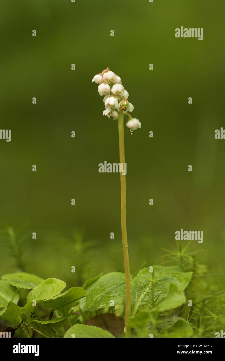 flower flowers plant plants wintergreen wintergreens perennial ...
