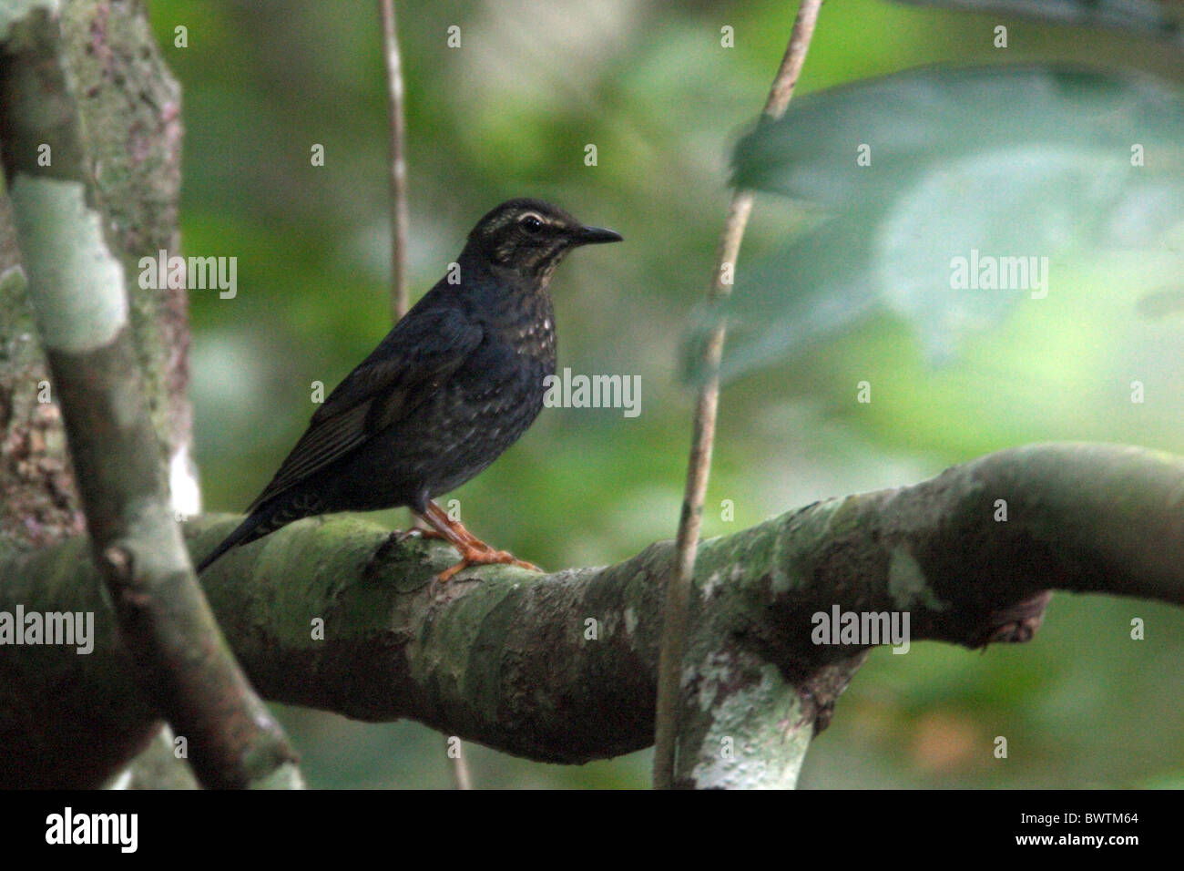 Siberian Thrush Zoothera sibirica Stock Photo - Alamy