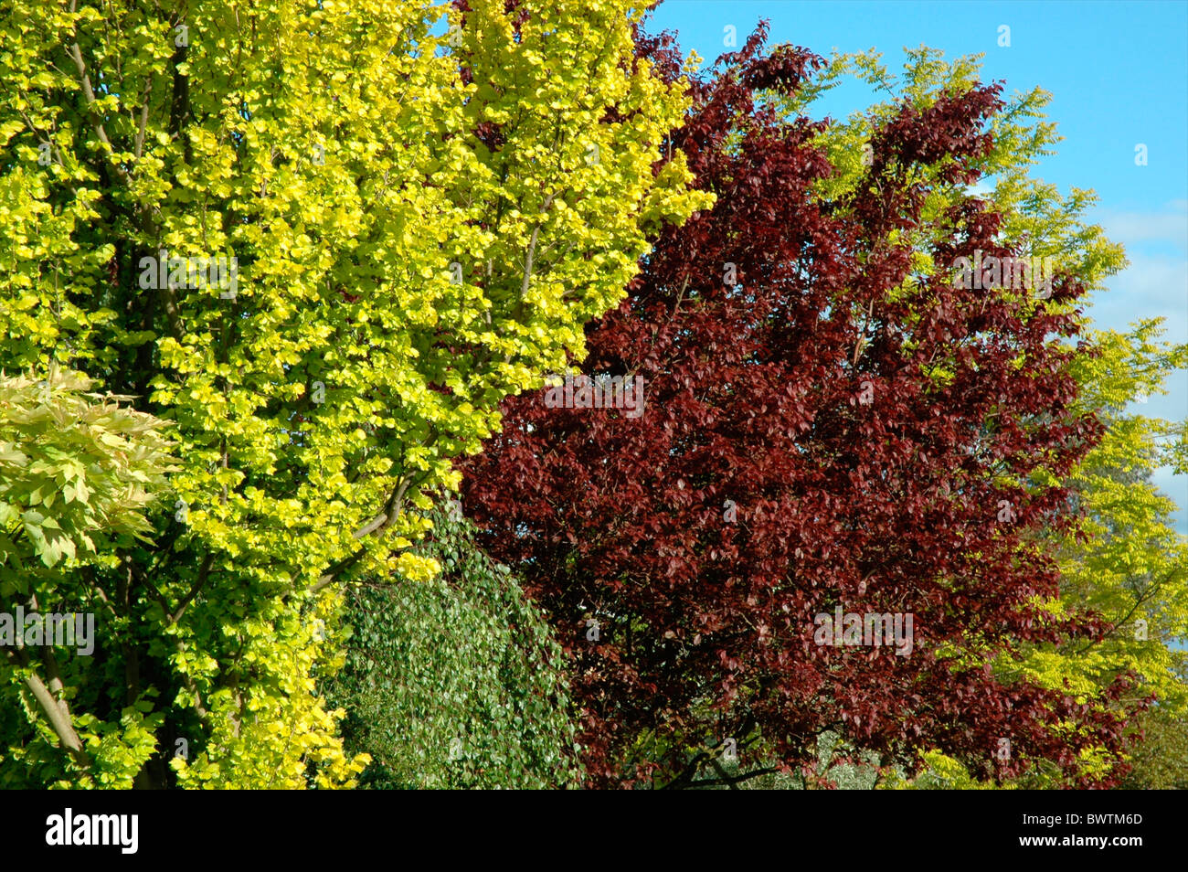 Varying colours of trees in springtime, England,UK Stock Photo - Alamy