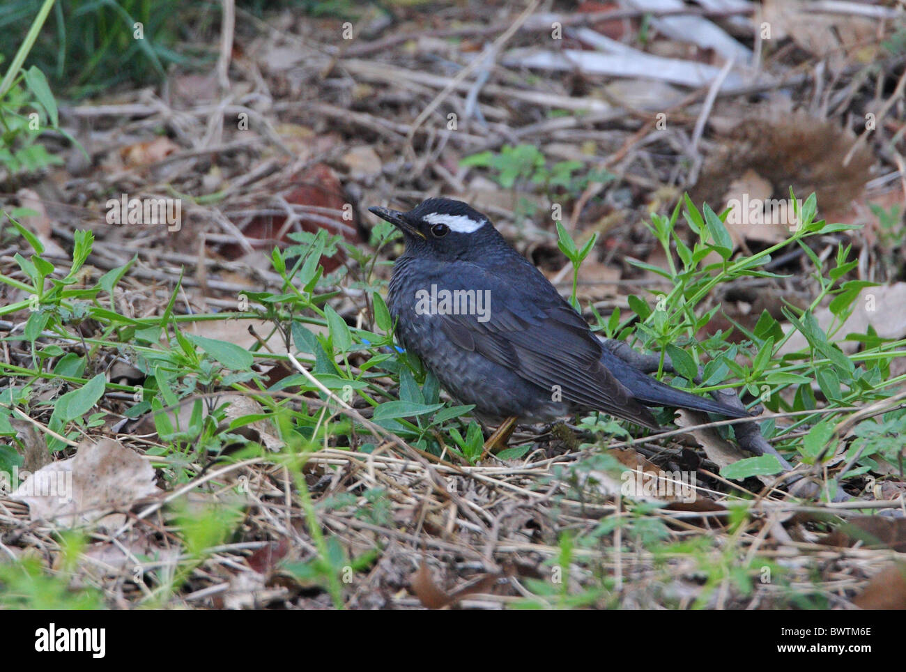 Zoothera sibirica hi-res stock photography and images - Alamy