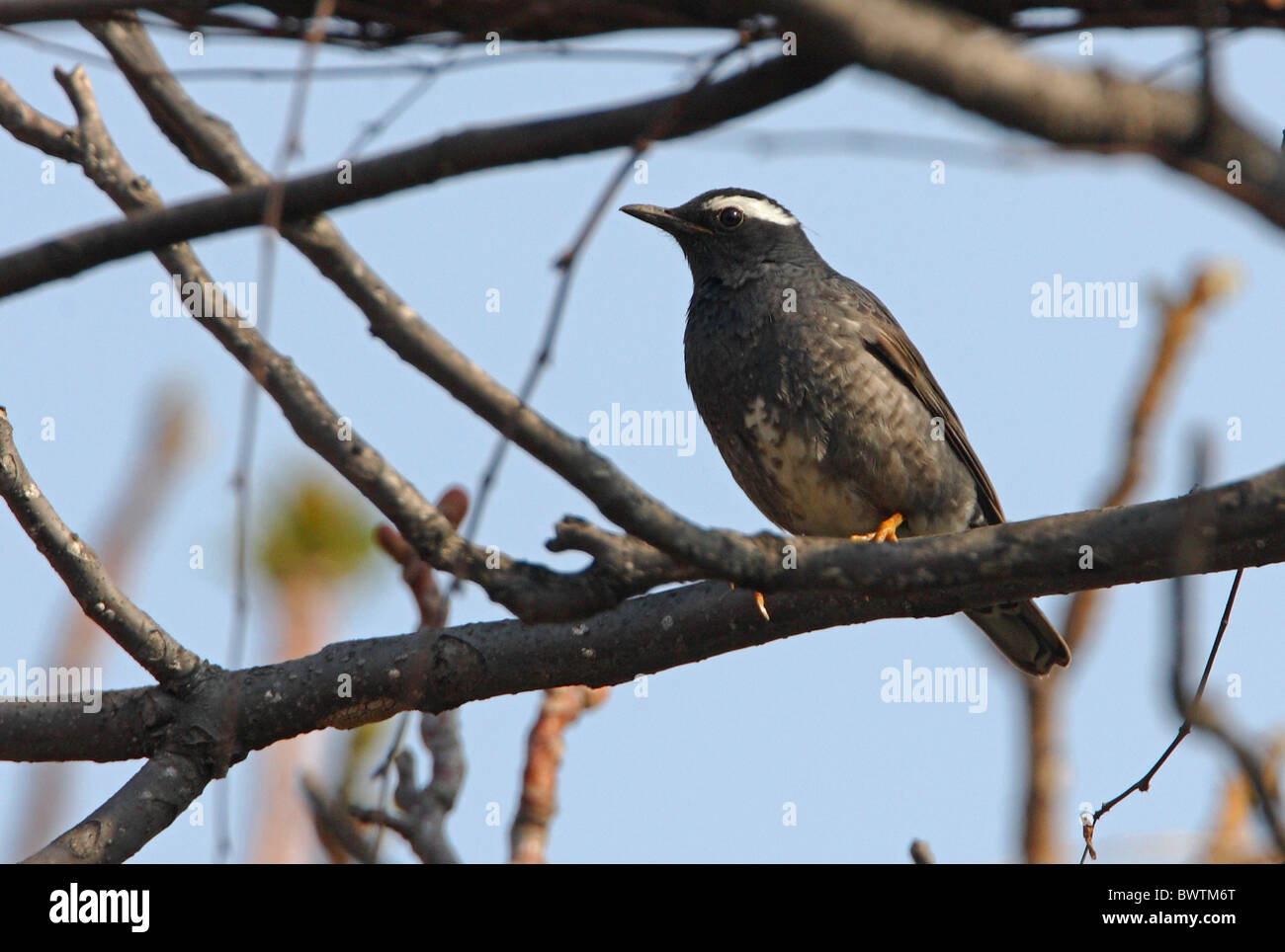 Zoothera sibirica hi-res stock photography and images - Alamy