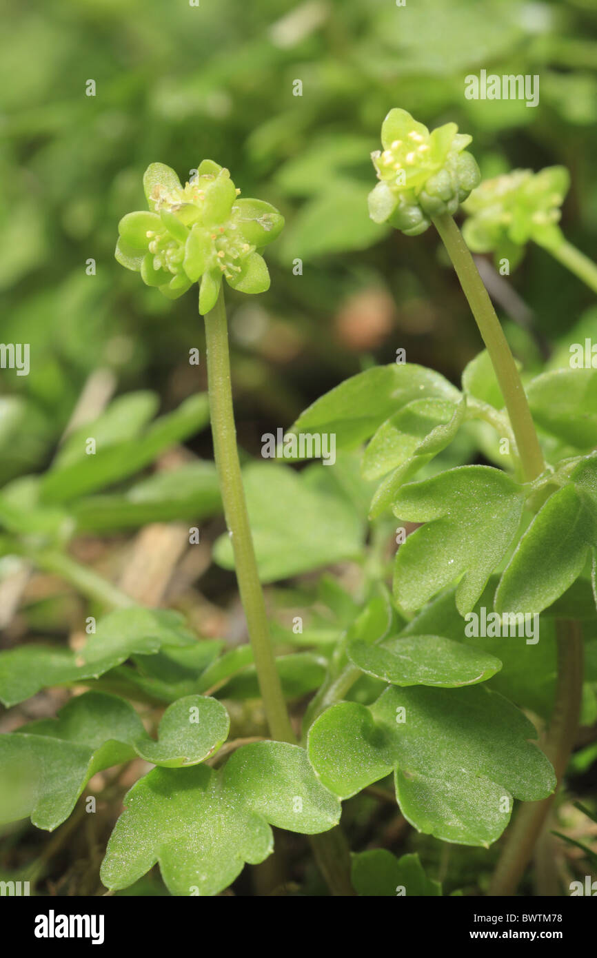 flower flowering nature natural wild wildlife environment environmental ...