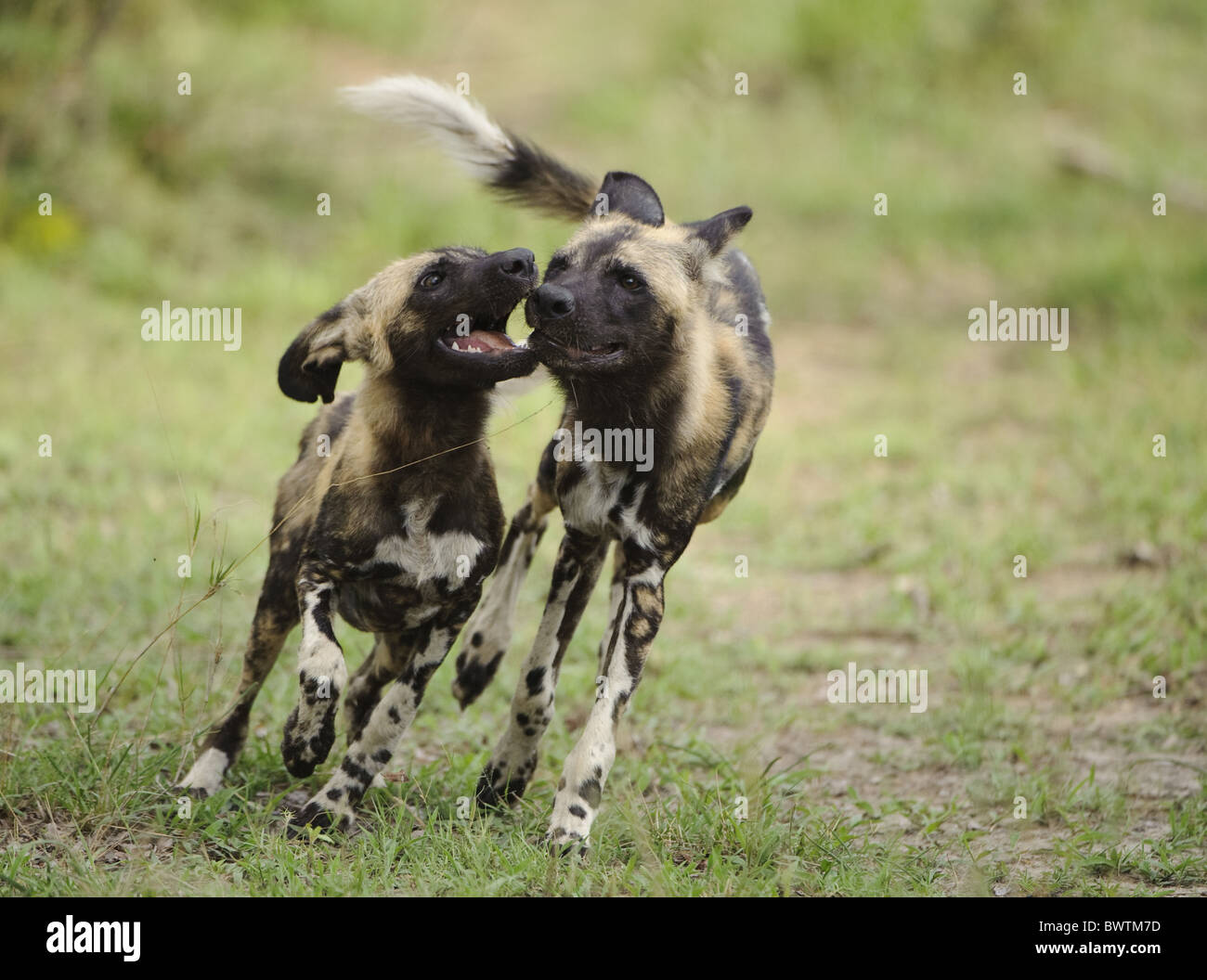 African wild dogs chasing hi-res stock photography and images - Alamy