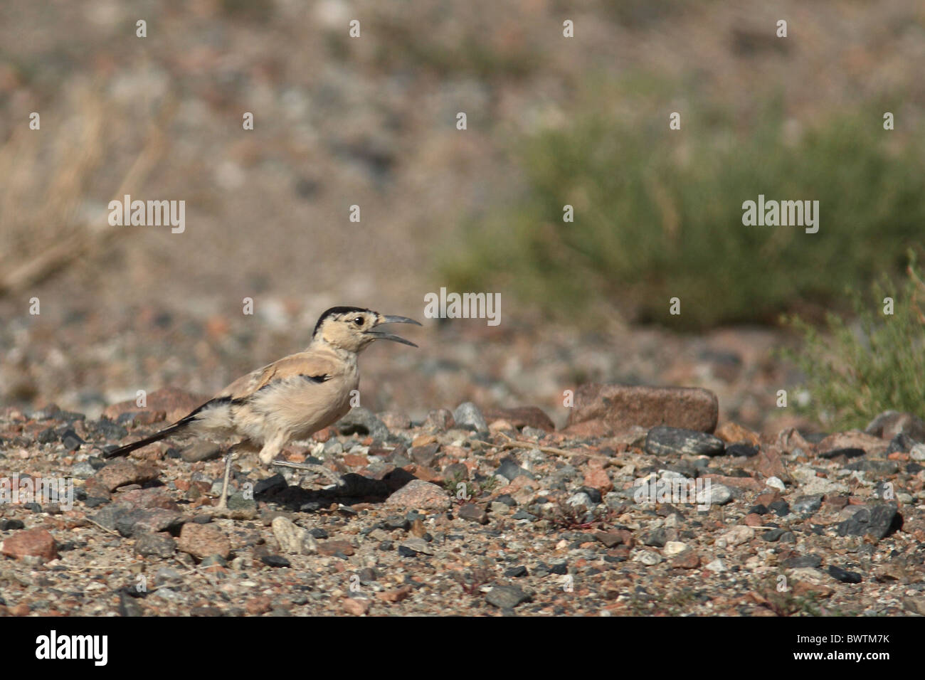 Mongolian Ground-jay (Podoces hendersoni) adult, running in desert ...