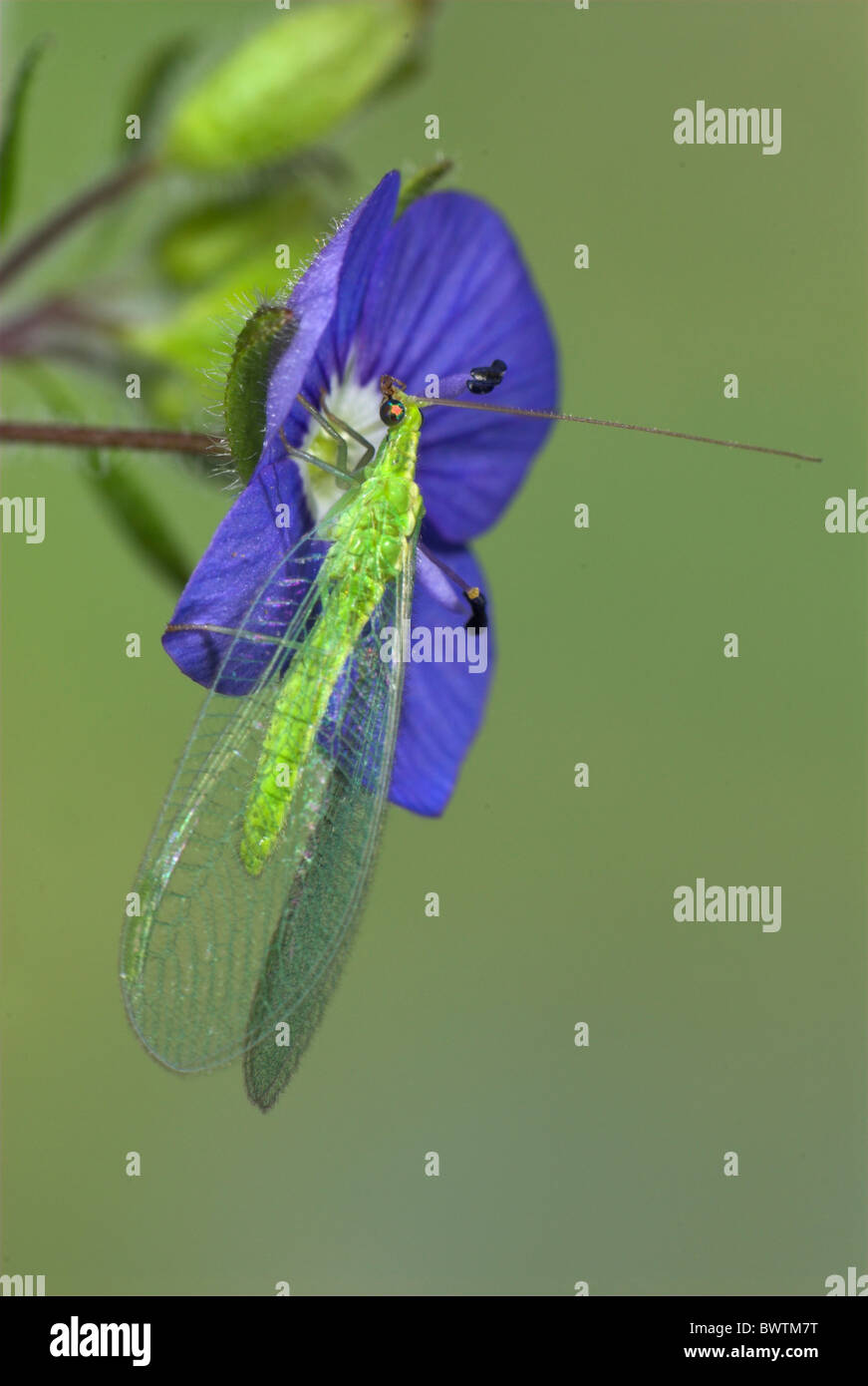 Green Lacewing Chrysopa carnea UK Stock Photo - Alamy