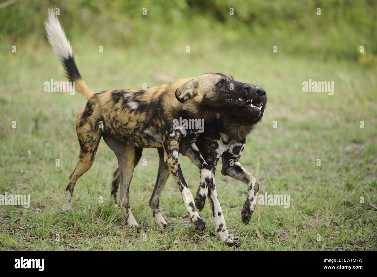African wild dogs chasing hi-res stock photography and images - Alamy