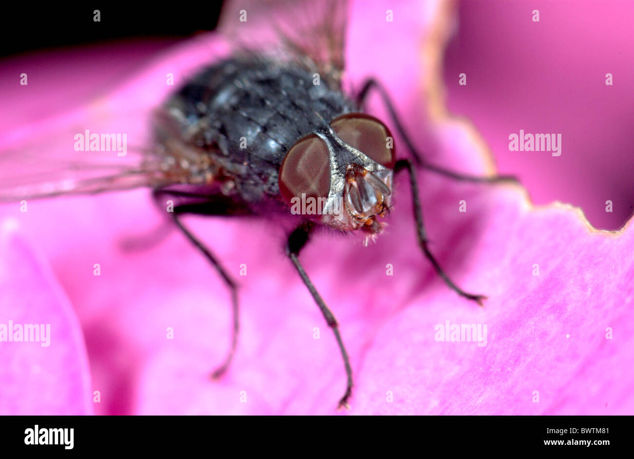Greenbottle fly lucilia caesar flying hi-res stock photography and ...