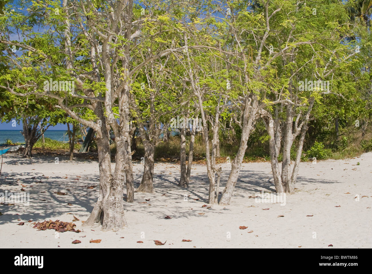 Asia Asian Horseradish tree Tree Trees Moringa Oleifera Edible Habit ...