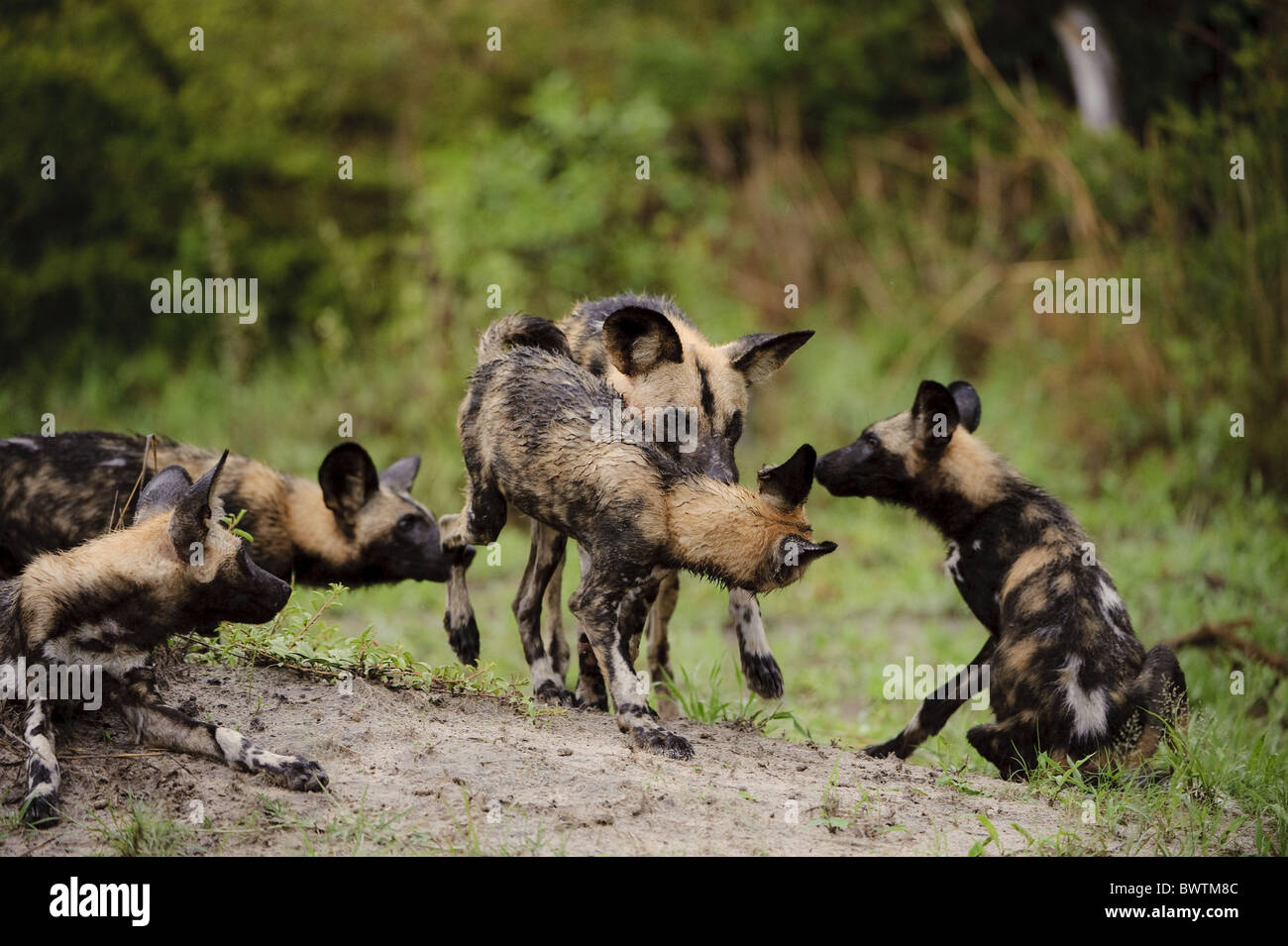 african baby botswana delta kwando lagoon nature okavango wild dogs ...