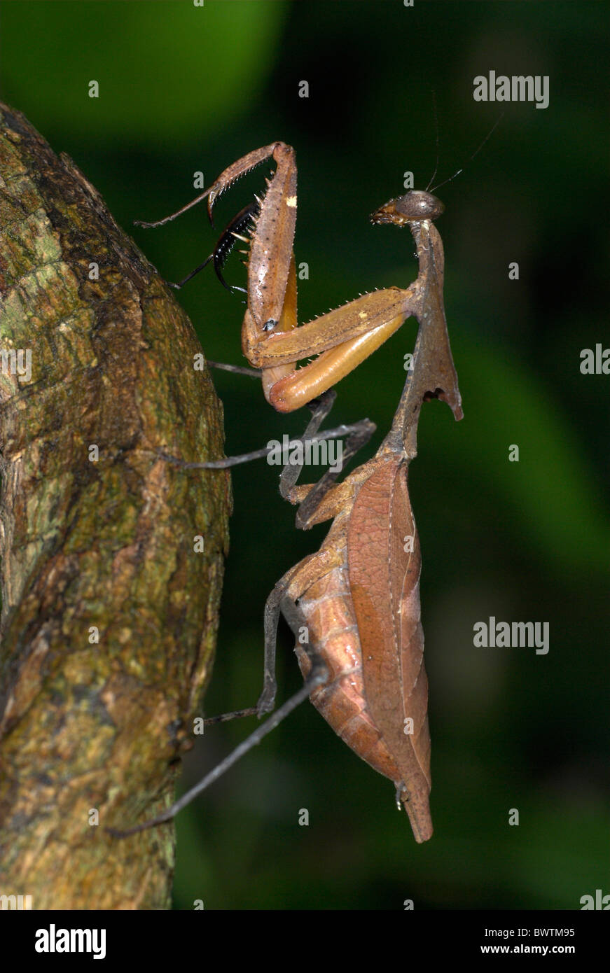 Dead Leaf Mantis Deroplatys lobata Malaysia Stock Photo - Alamy