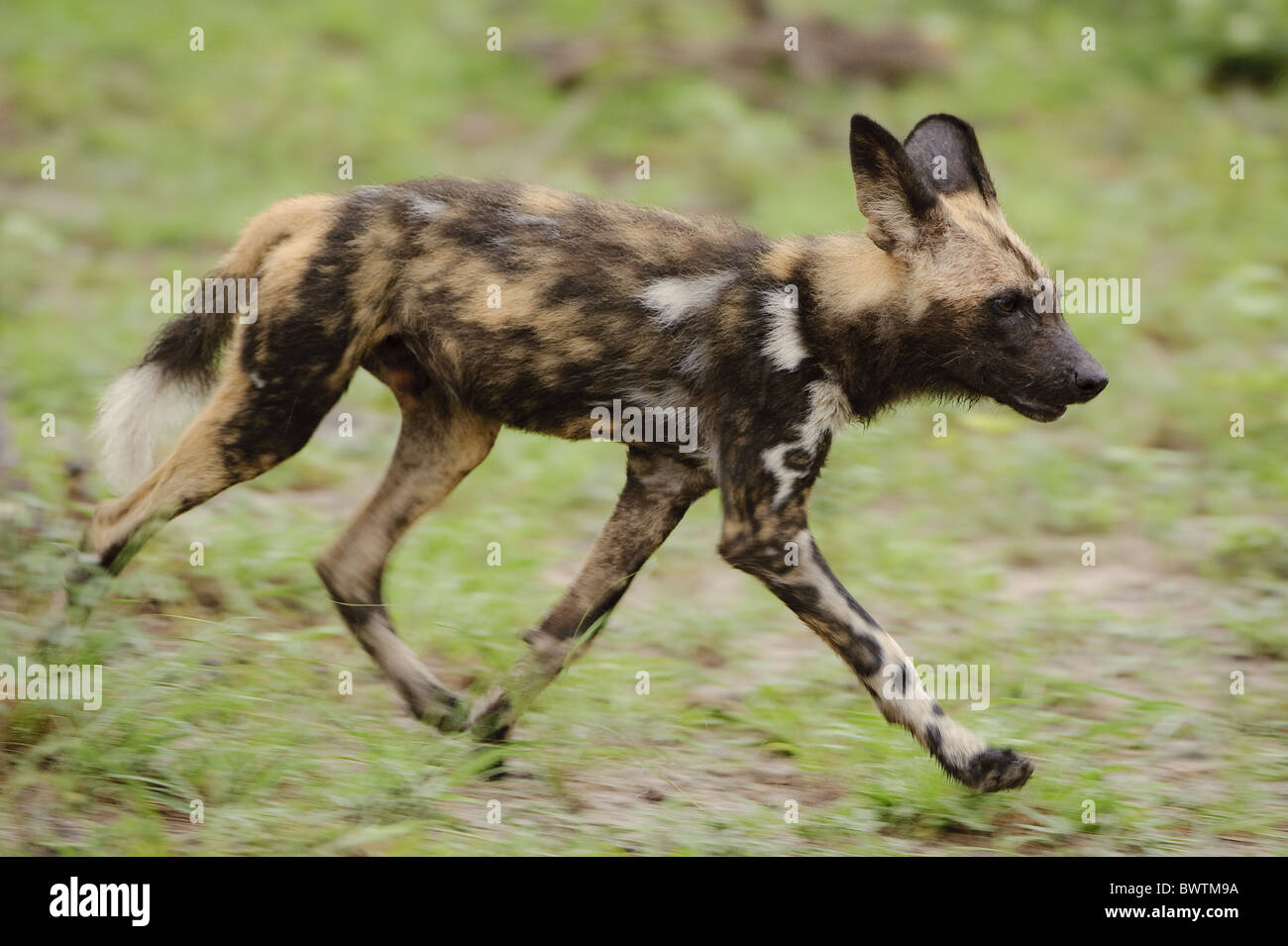 african botswana delta kwando lagoon nature okavango running wild dog ...