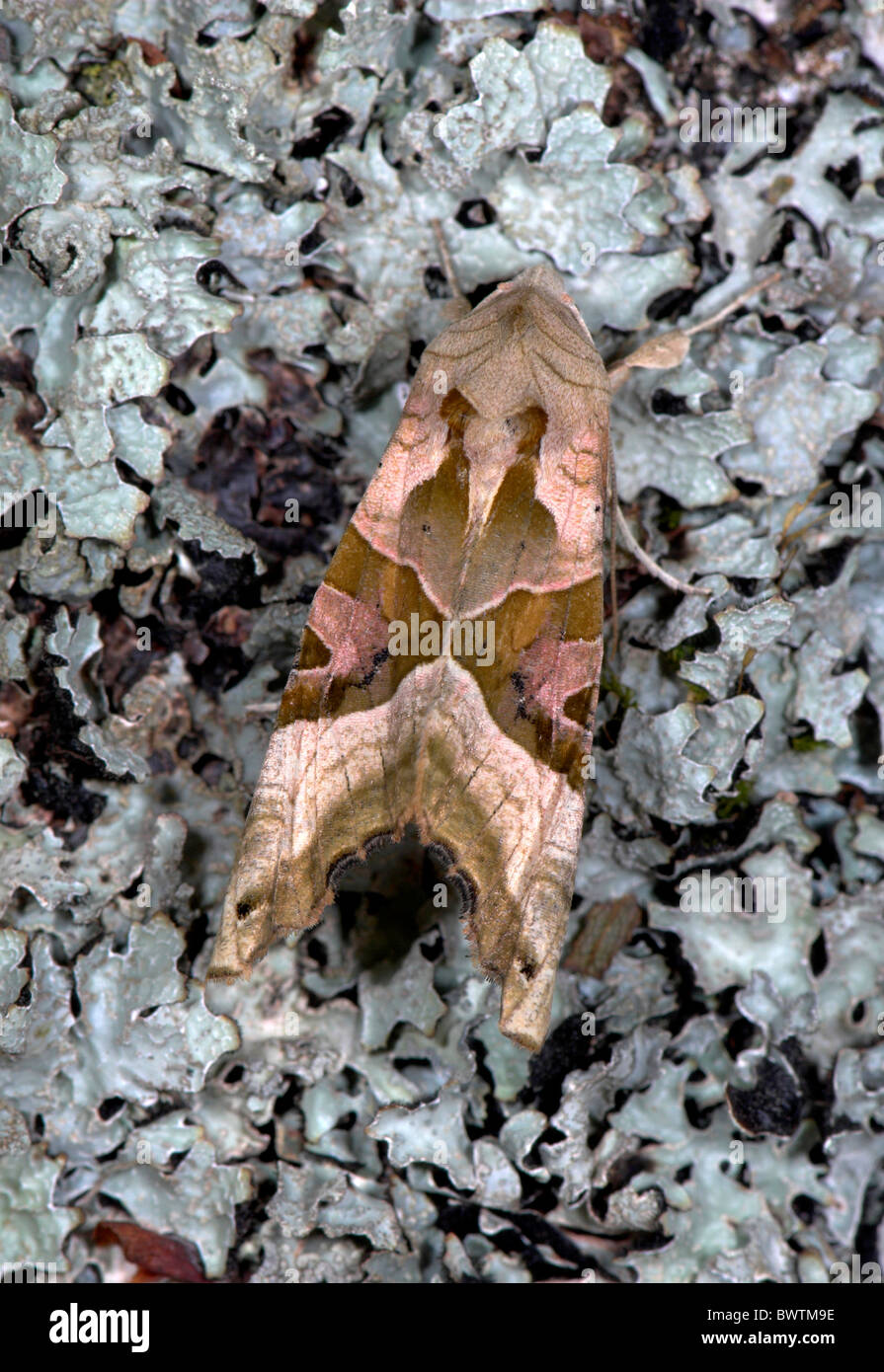 Angle shades moth fence hi-res stock photography and images - Alamy