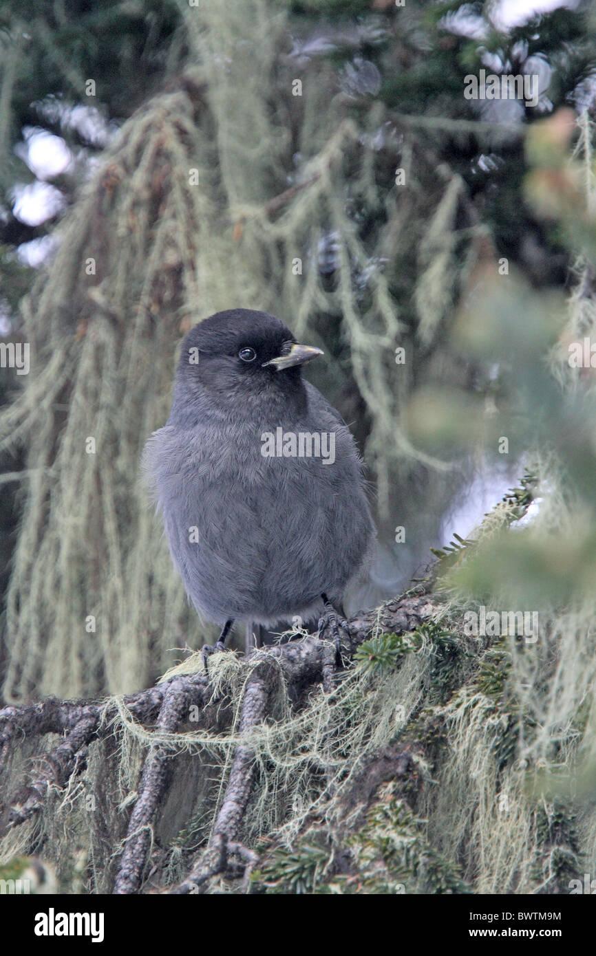 Sichuan Jay (Perisoreus internigrans) near Maerkang, Sichuan Province ...