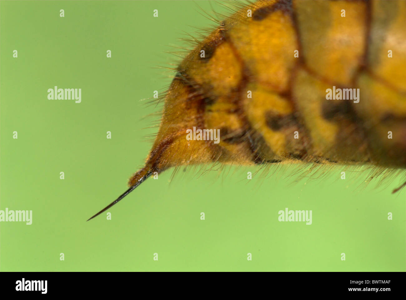 Hornet Stinger
