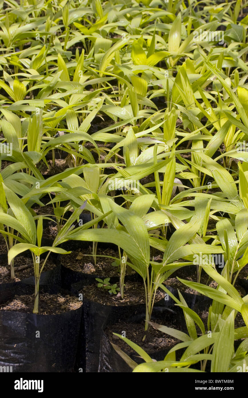 Betel Nut Palm Areca catechu Palm Palms Tree Trees Seedling Seedlings Plant Plants Tropical ...