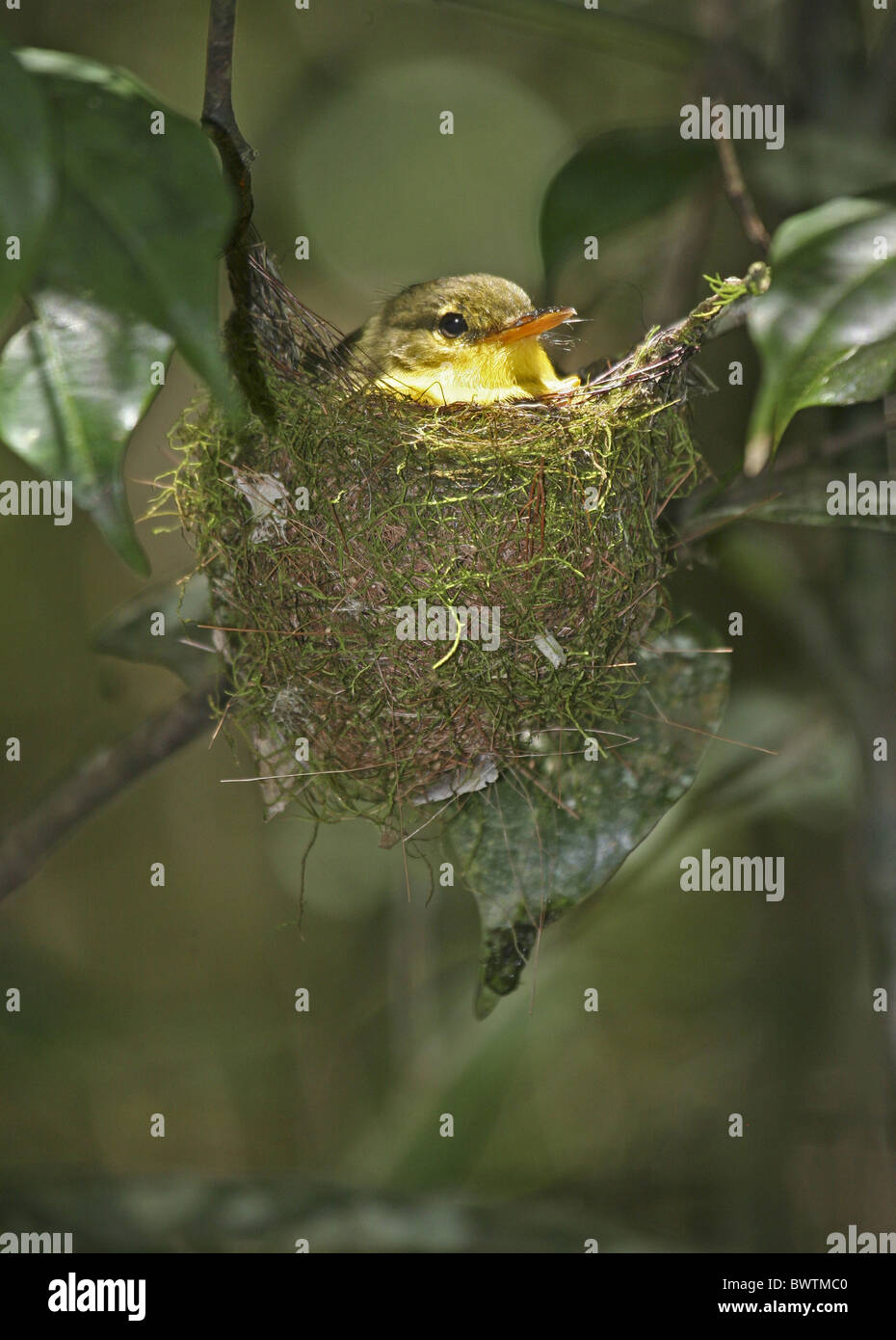 Phyllastrephus hi-res stock photography and images - Alamy