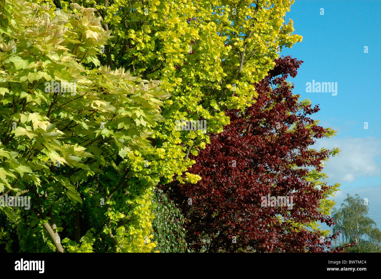 Varying colours of trees in springtime, England,UK Stock Photo - Alamy